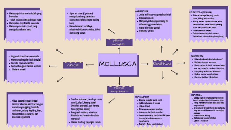 Mind map Mollusca | PDF