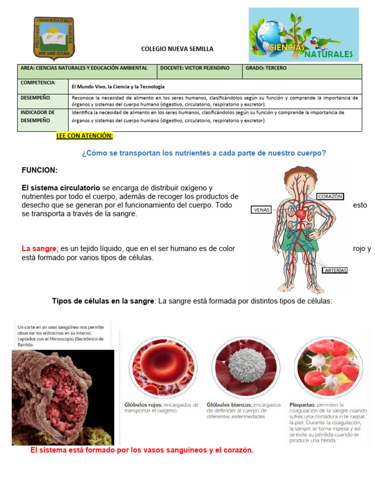 Guia 4 Sistema Circulatorio 3° | PDF