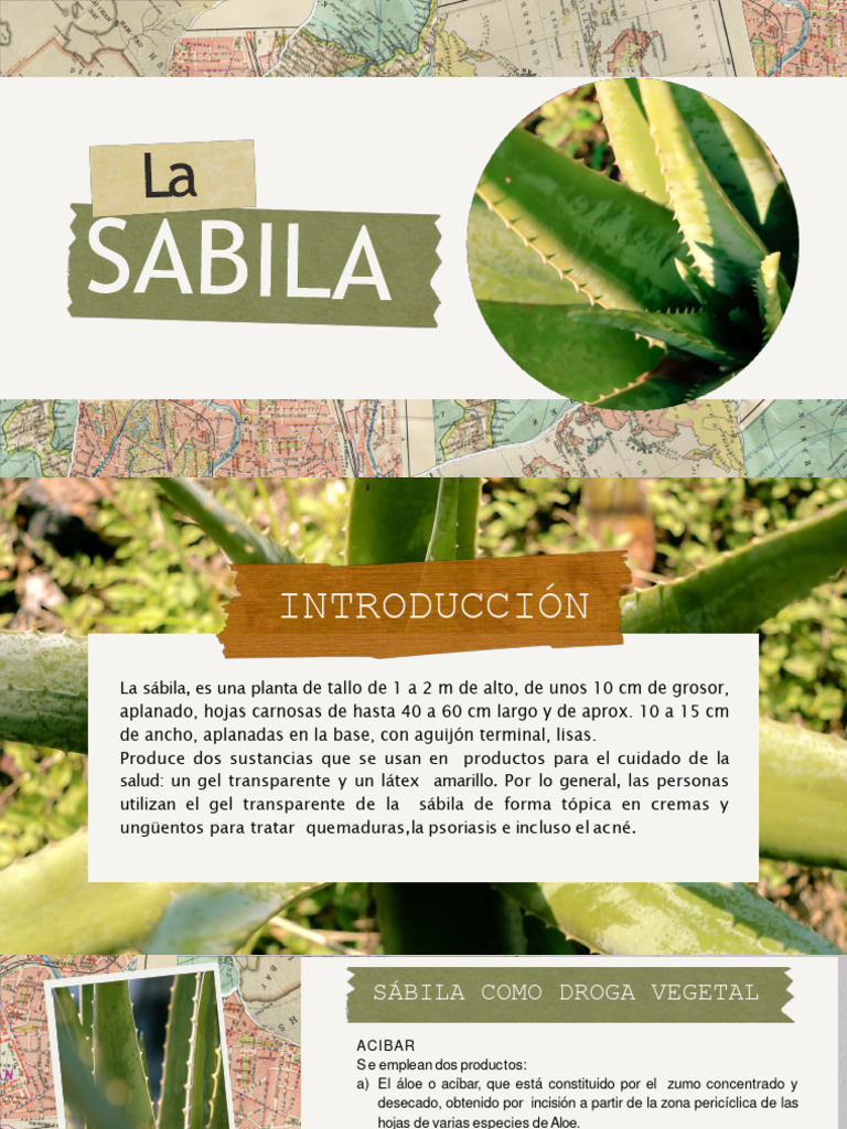 Trabajo de Exposicion La Sábila 123-Comprimido | PDF