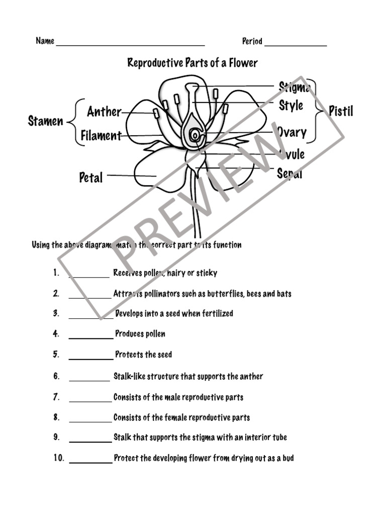Reproductive Partsofa Flower Preview | PDF | Flowers | Horticultural ...