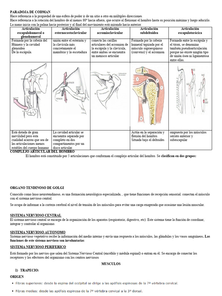 Paradoja de Codman en el Hombro | PDF