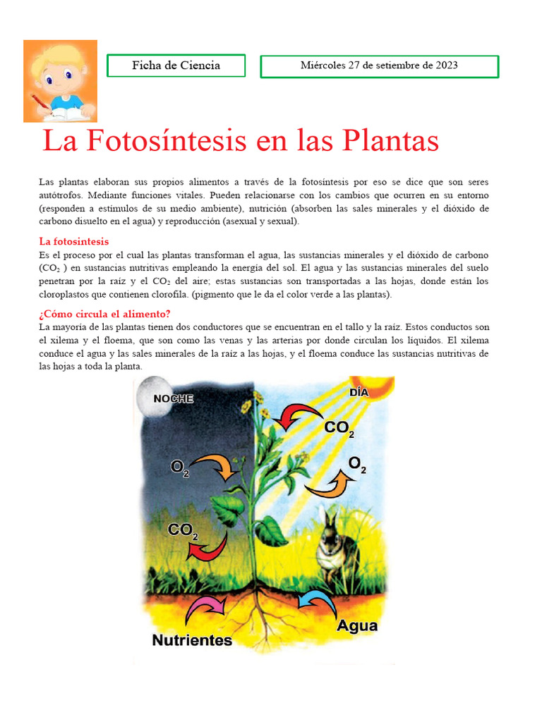 La Fotosíntesis en Las Plantas para Segundo de Primaria | PDF