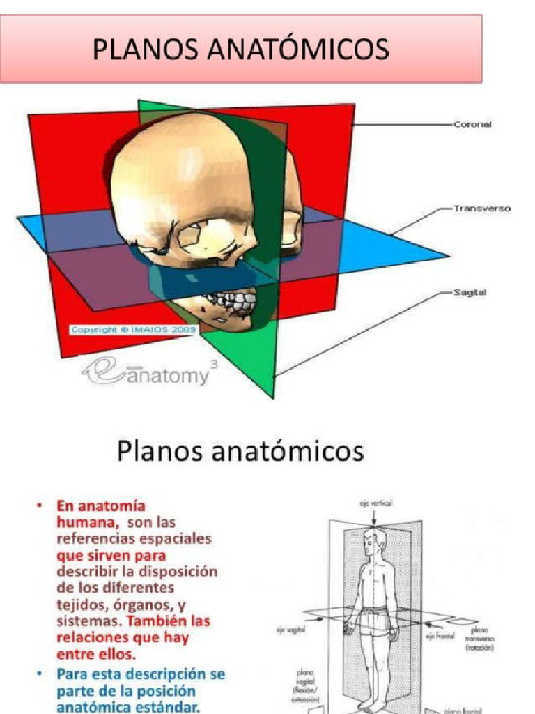 Planos Anatomicos