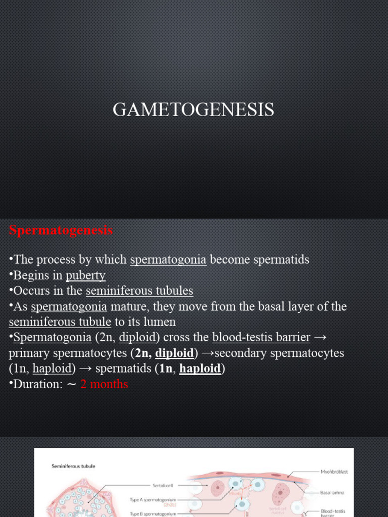 Oogenesis | PDF | Meiosis | Anatomy