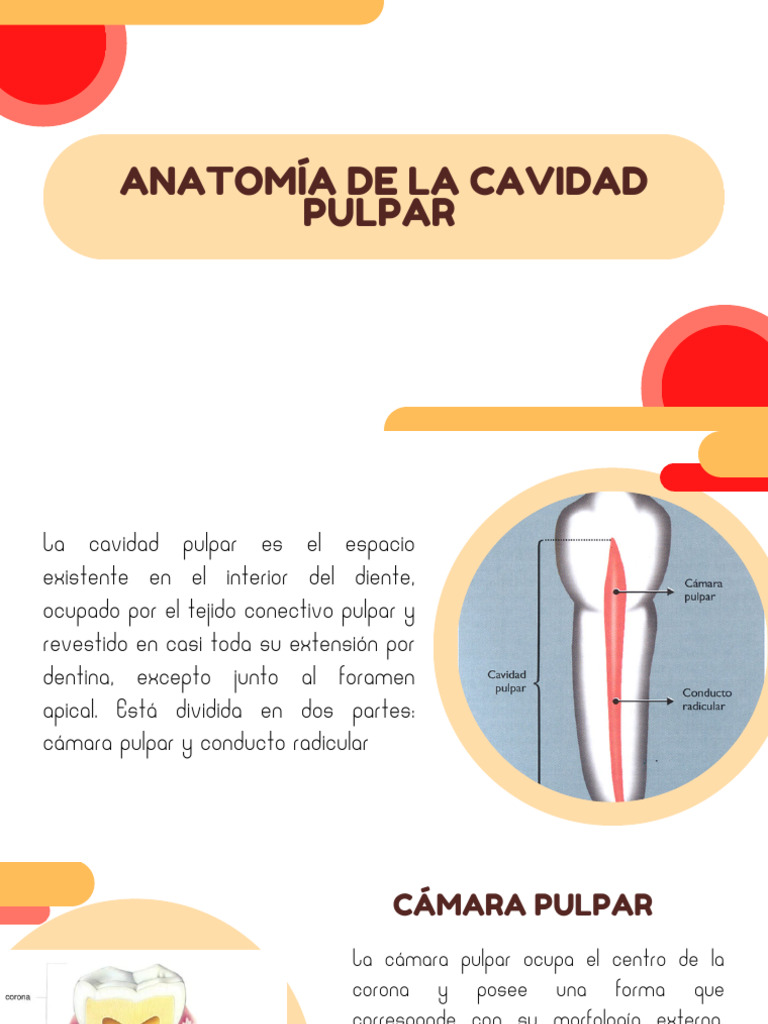 Anatomía de la Cavidad Pulpar Dental | PDF | Diente | Odontología