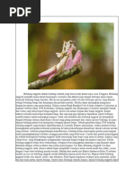 Teks Laporan Hasil Observasi Belalang Anggrek Kelompok 4 XB | PDF