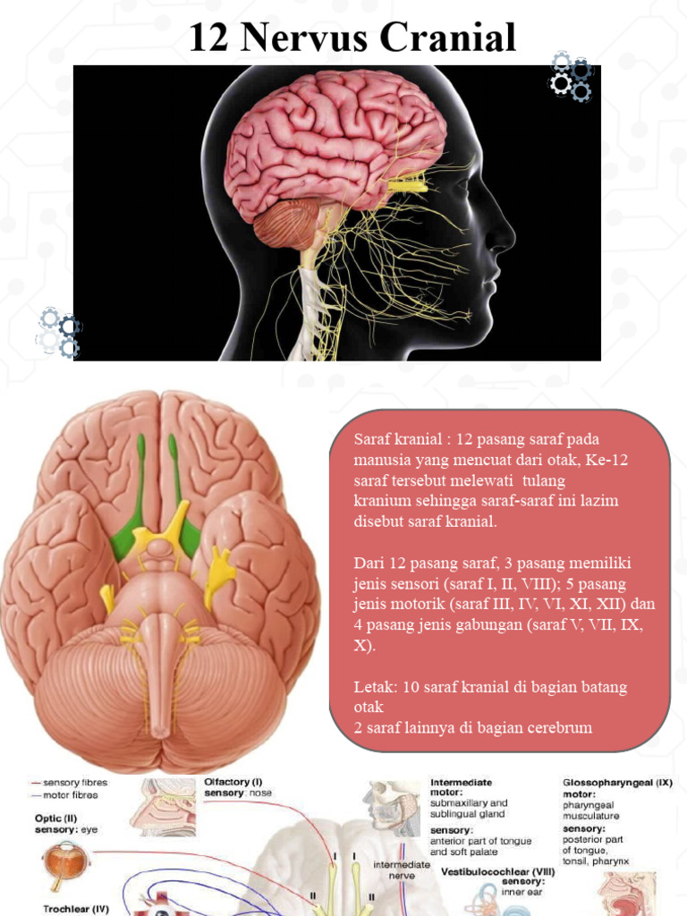 Tugas Kelompok 12 Nervus Kranial | PDF