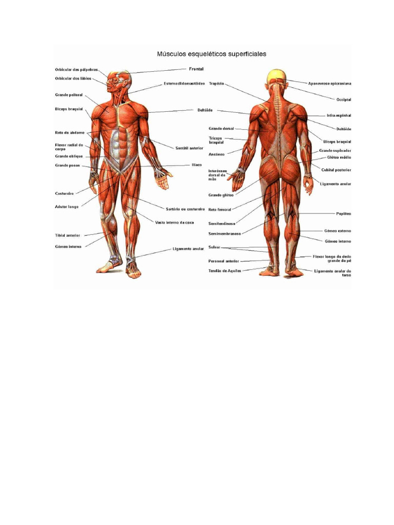 Musculos y Huesos | PDF