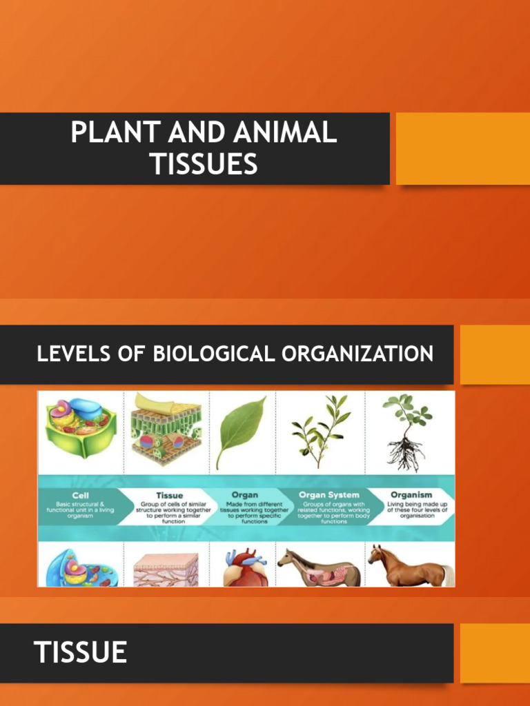 Plant and Animal Tissues | PDF
