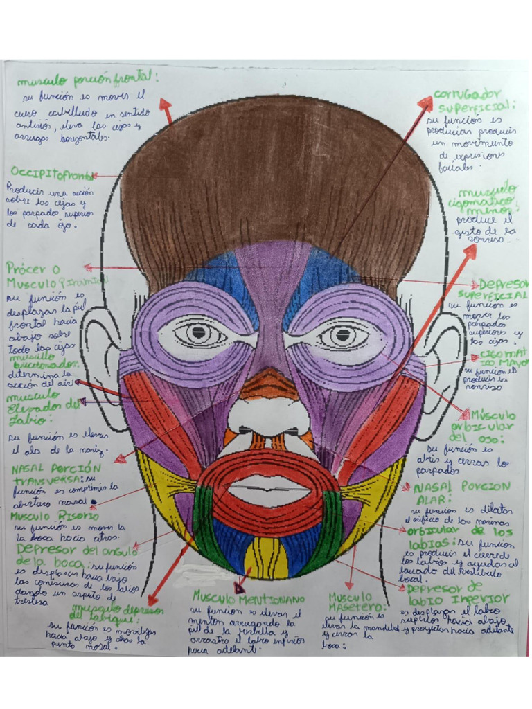Musculos Faciales | PDF