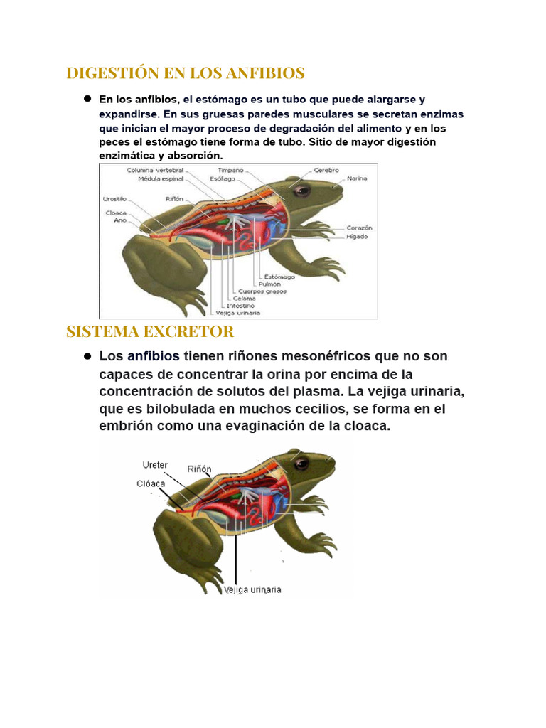 DIGESTIÓN EN LOS ANFIBIOS | PDF