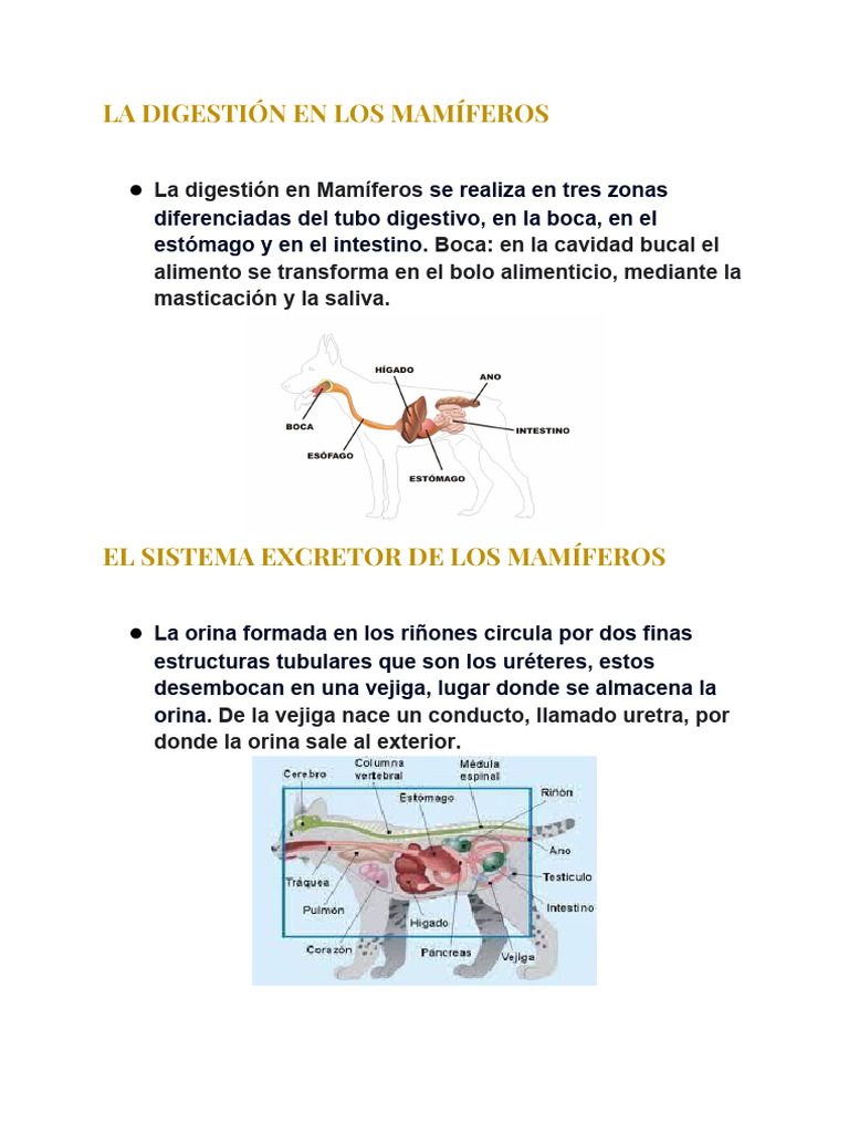 La Digestión en Los Mamíferos | PDF | Salud y bienestar | Ciencia y ...