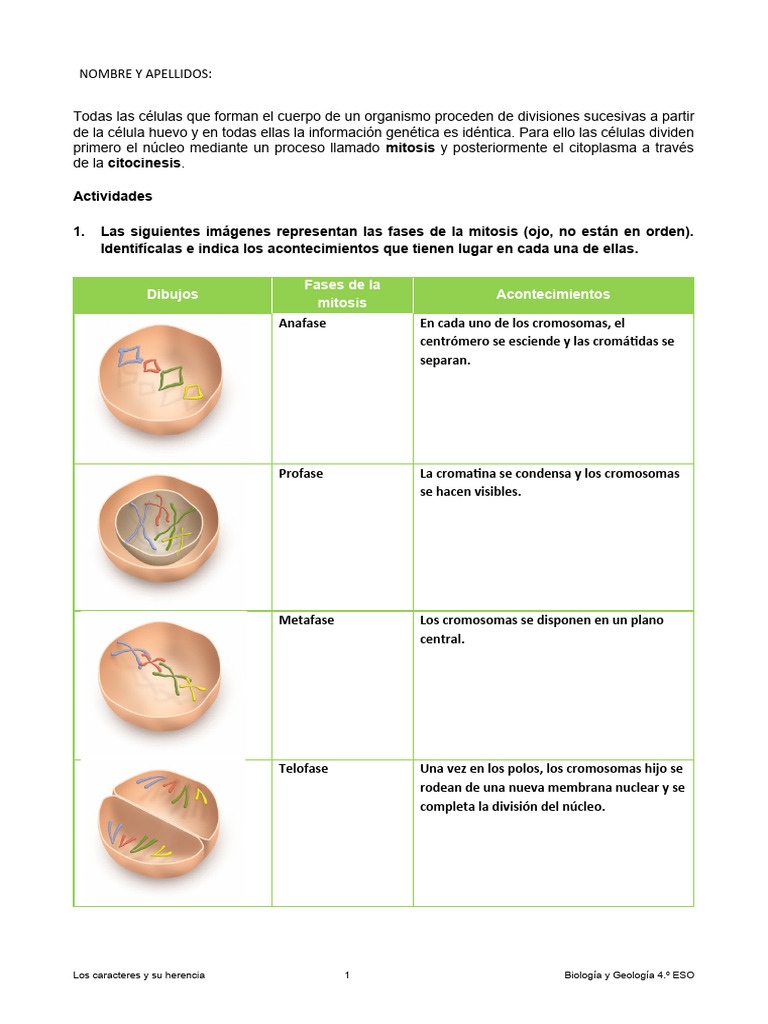 FICHA MITOSIS FernandoDíaz | PDF | Mitosis | Cromosoma