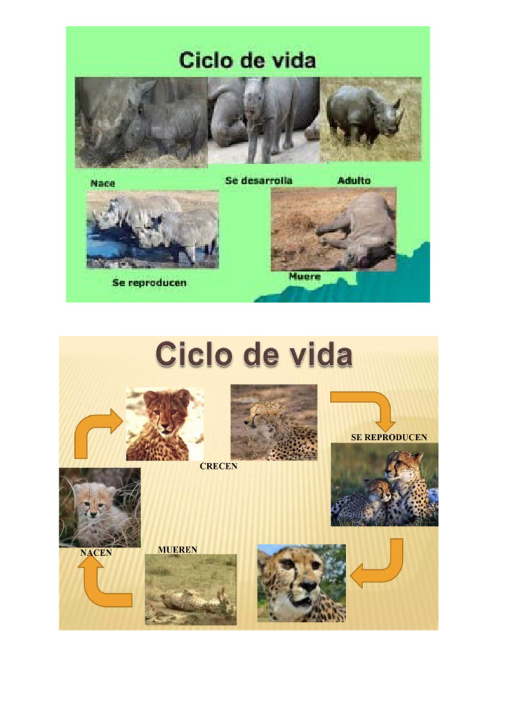Ciclo de Vida de Los Animales | PDF