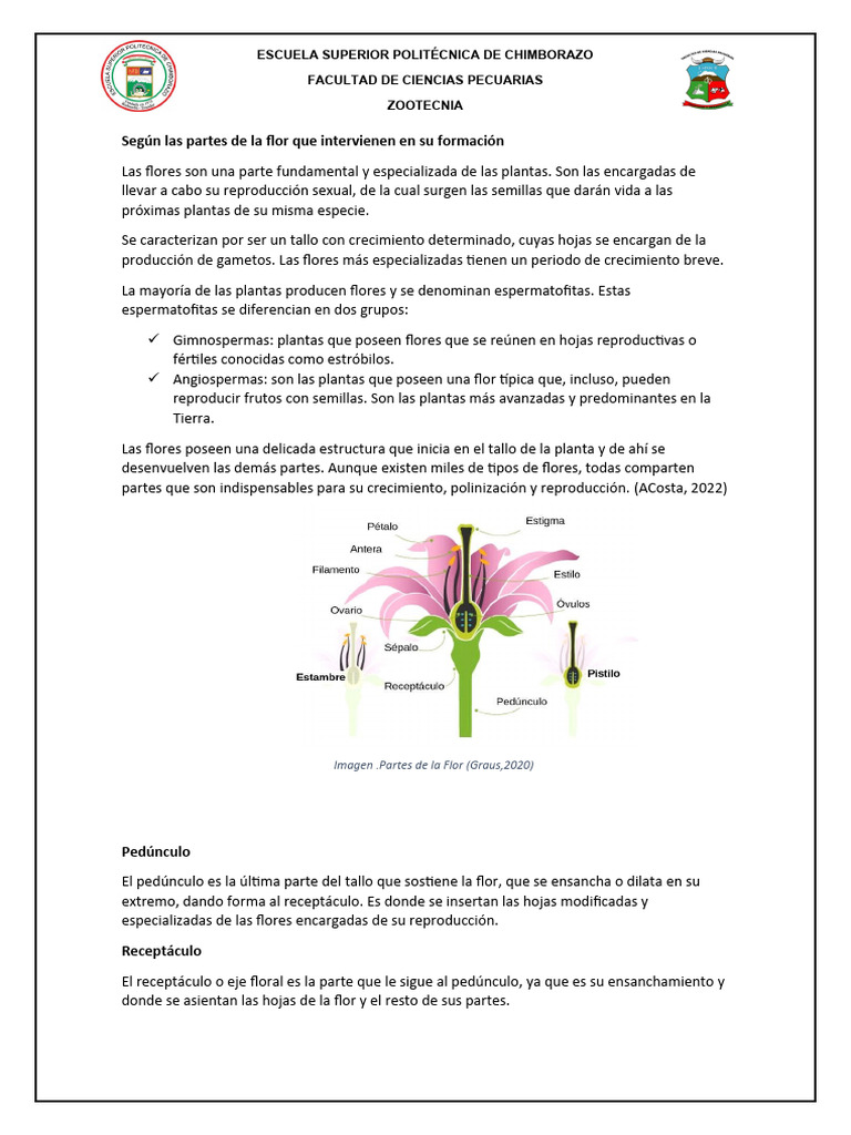 Partes y Estructura de la Flor | PDF | Flores | Morfología Vegetal