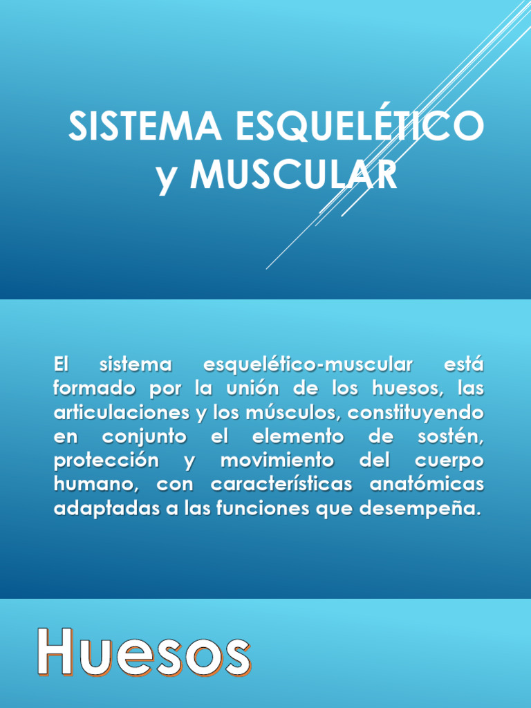 Sistema Esquelético y Muscular Humano | PDF