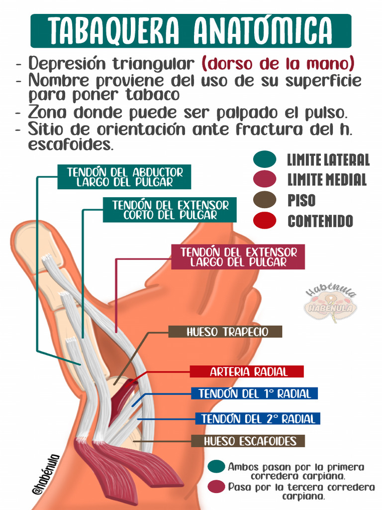 TABAQUERA ANAToMICA | PDF