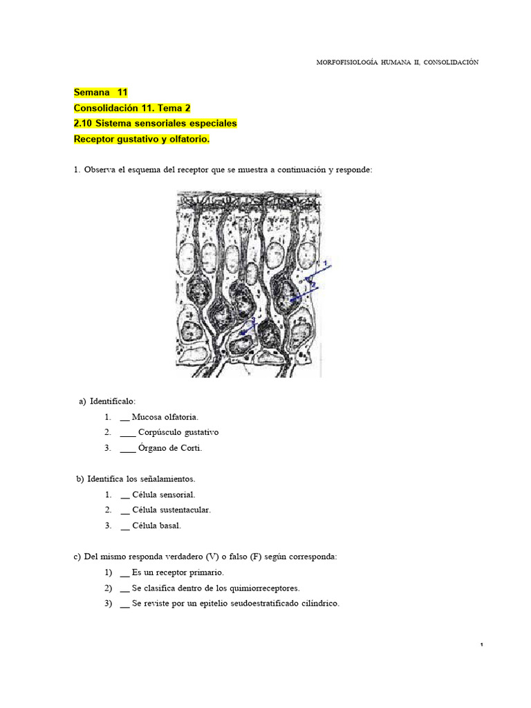 Consolidacion 11 Morfo 2 | PDF