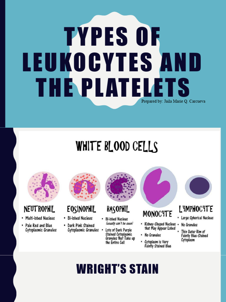 Types of Leukocytes and The Platelets | PDF | White Blood Cell ...