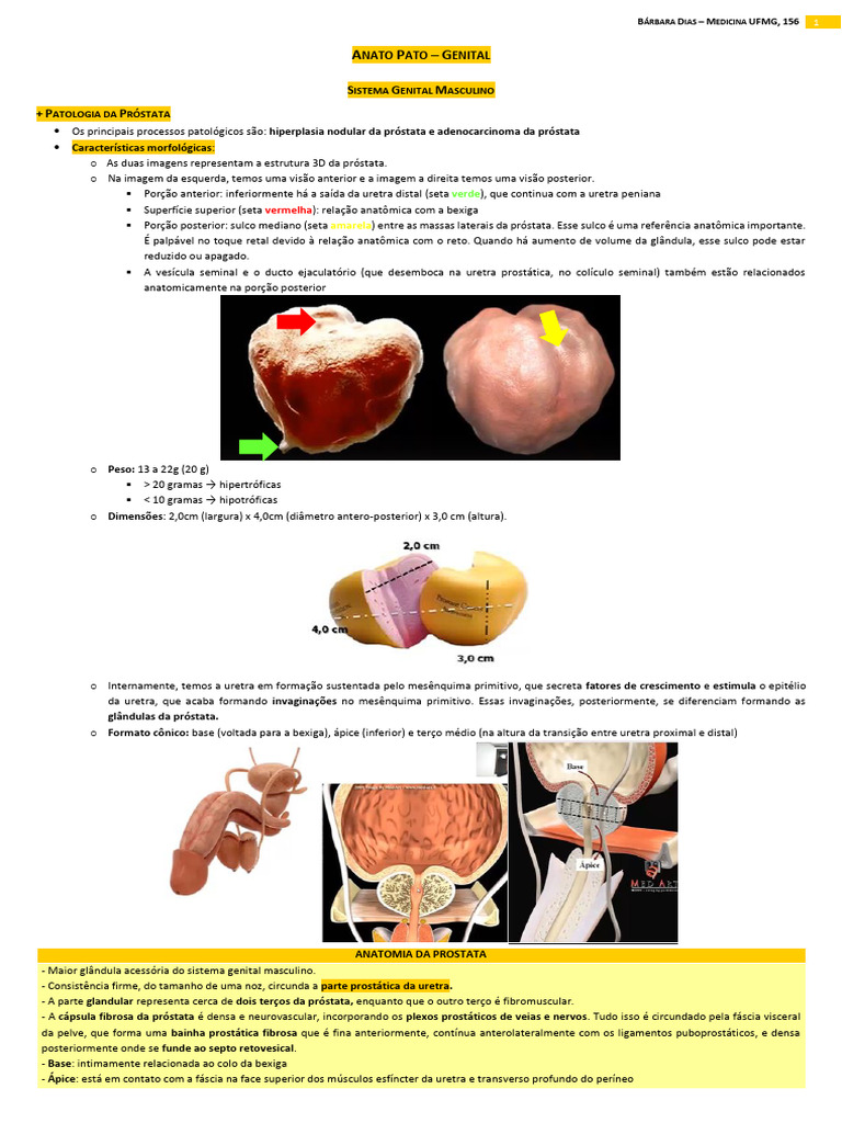 Anato Pato - Genital | PDF Anato Pato - Genital | PDF