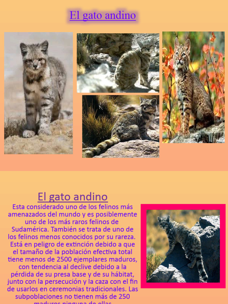 El Gato Andino | PDF | Andes