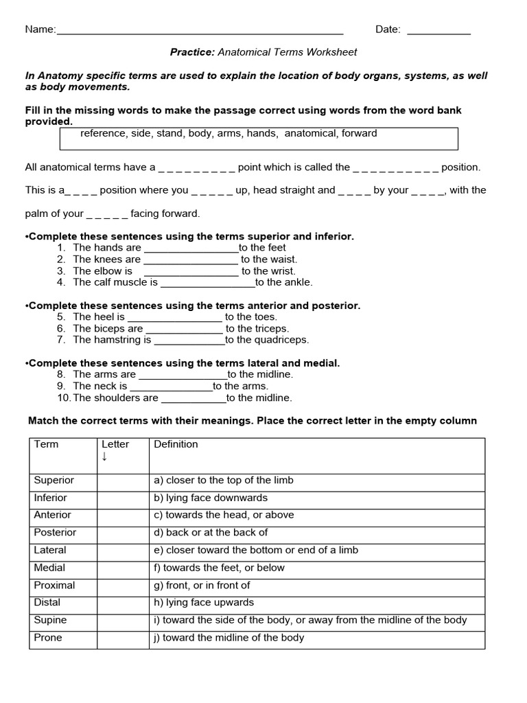 Anatomy Planes, Terms Worksheet | PDF | Language Arts & Discipline ...