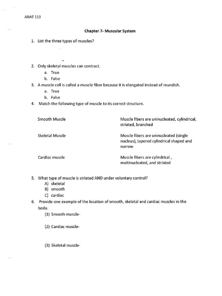 Muscular System Worksheet | PDF