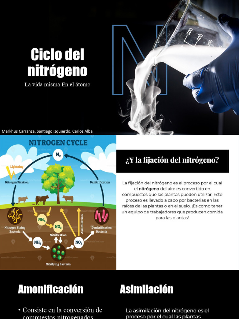 Ciclo Del Nitrógeno | PDF