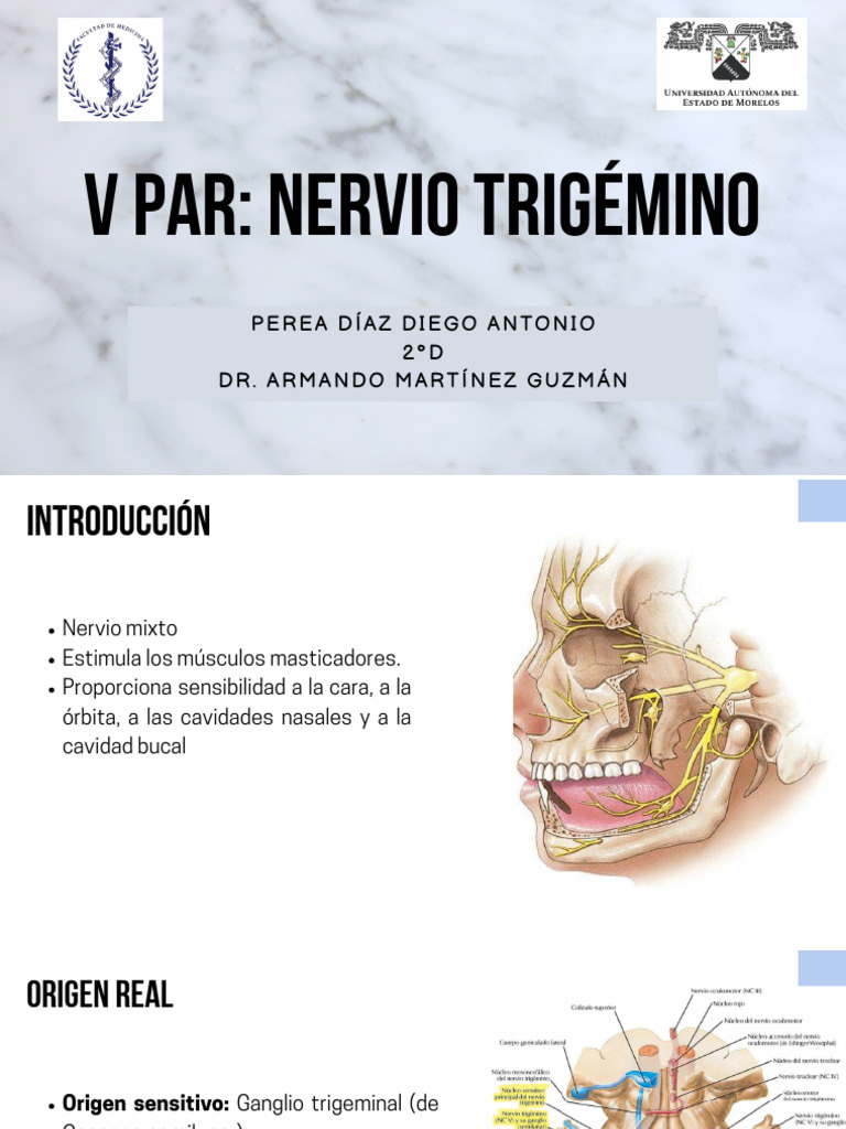V Par Nervio Trigémino Pdf Anatomía Humana Cabeza Y Cuello Humanos