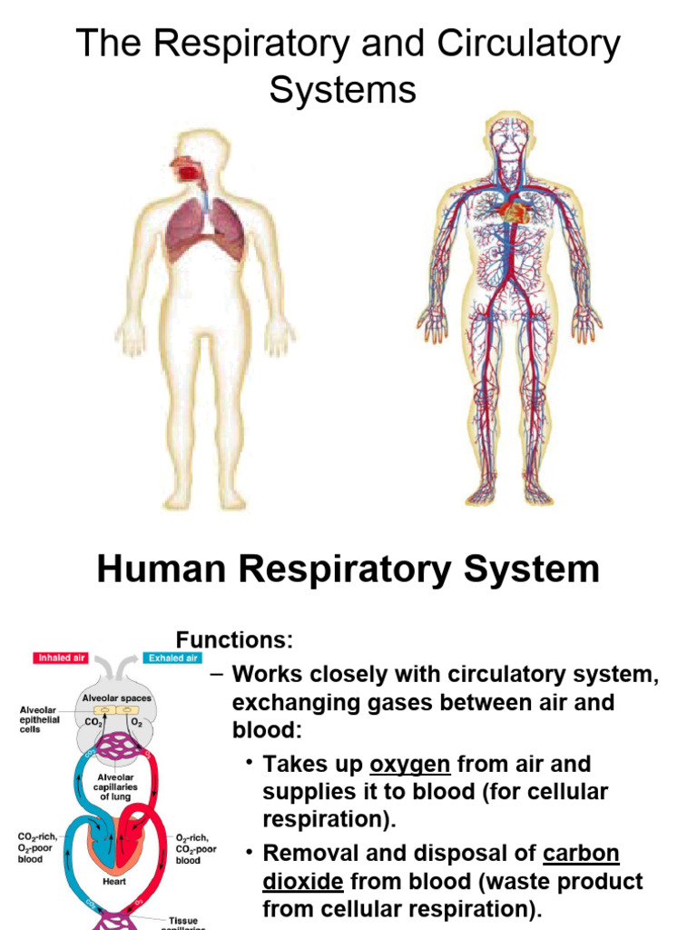 Cardiovascular and Respiratory System | PDF | Respiratory Tract ...