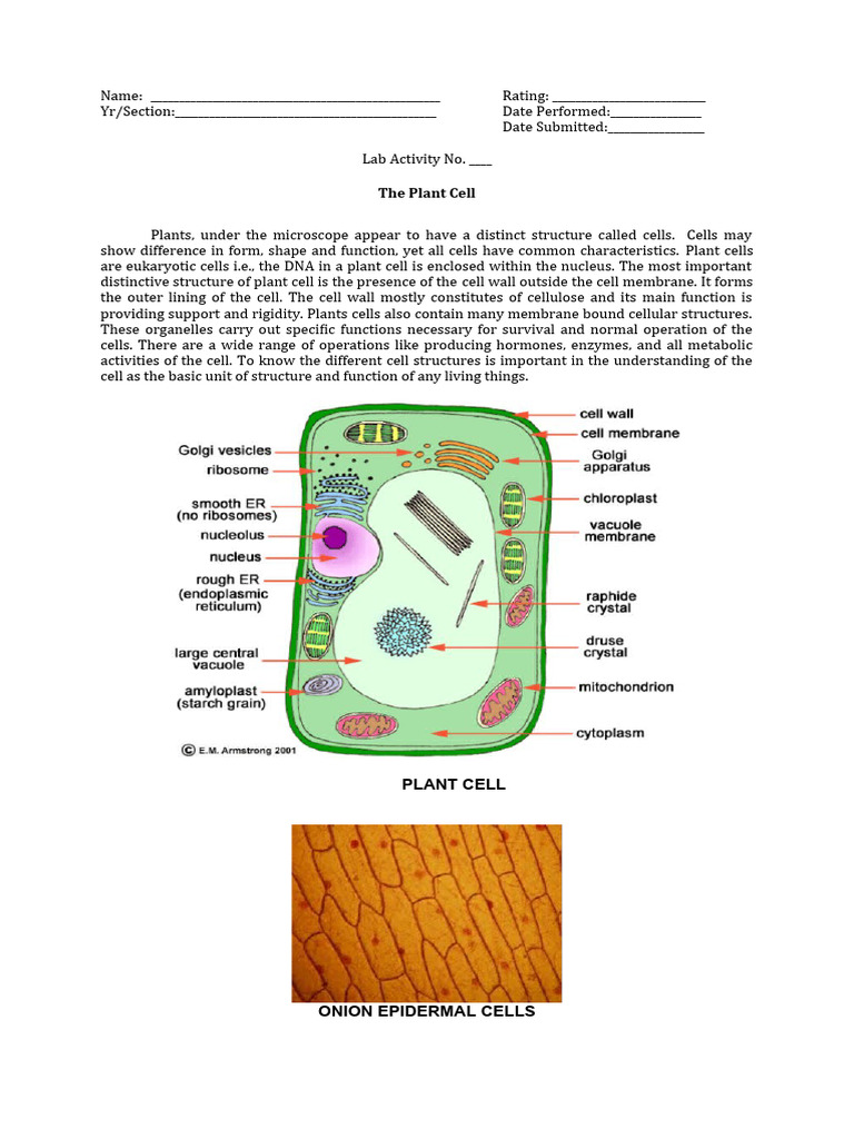 Plant Cell | PDF