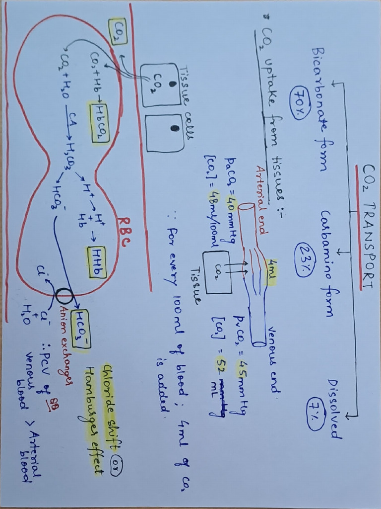 CO Transport and Gas Exchange Mechanisms | PDF