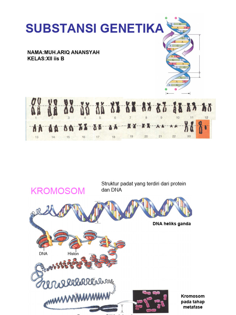 Substansi Genetika 2 PDF | PDF