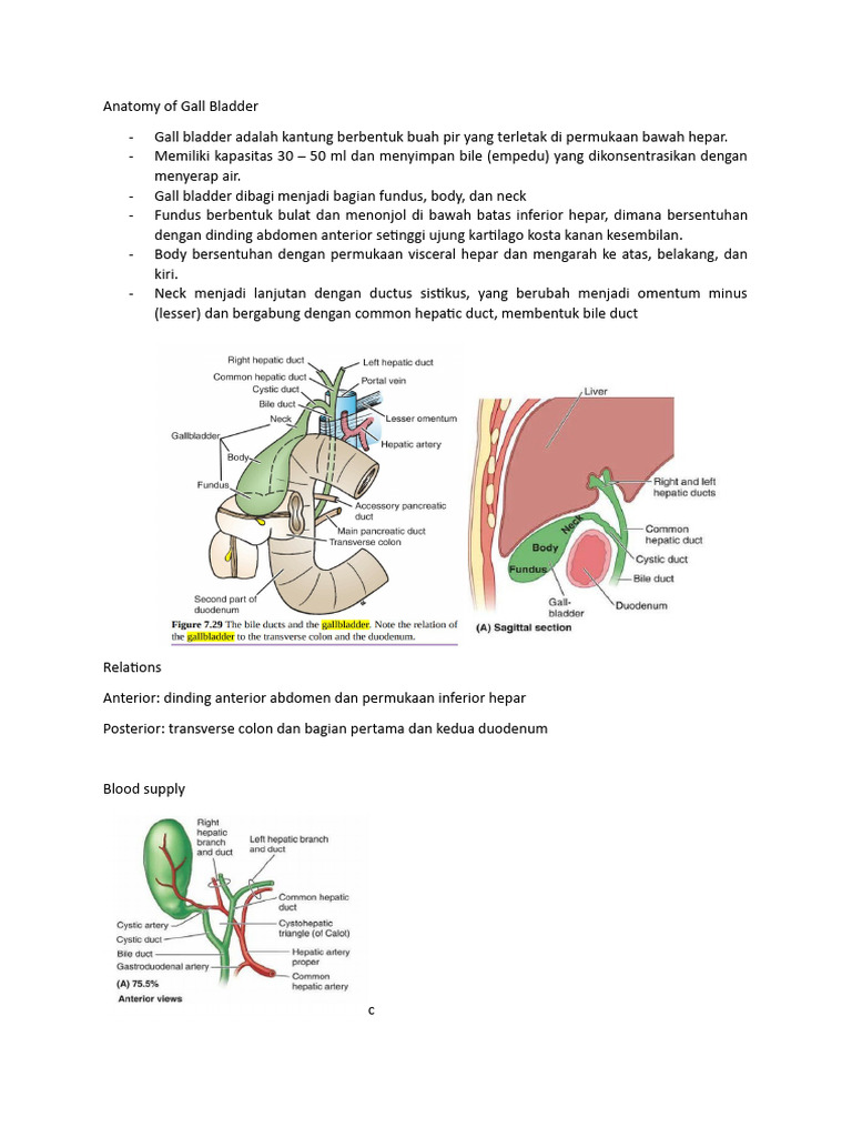 Anatomy of Gall Bladder | PDF