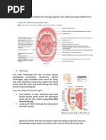 Anatomi Rongga Mulut Manusia | PDF