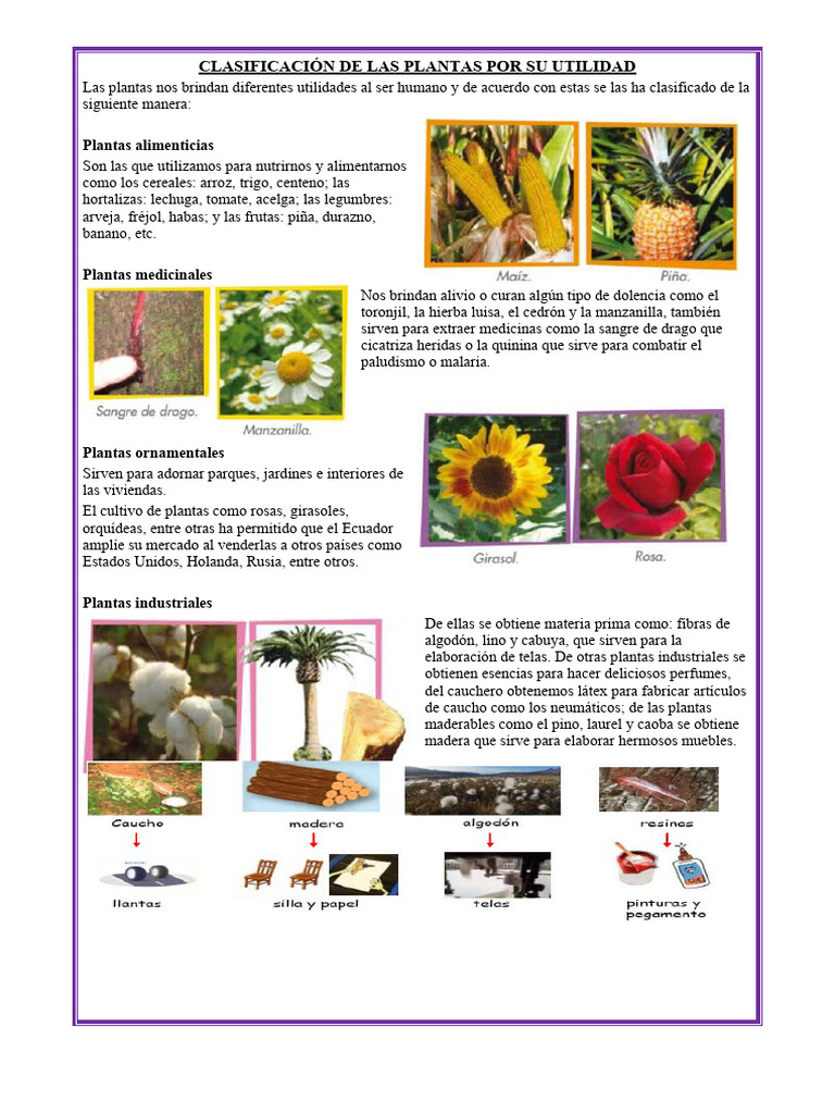 Clasificación de Plantas por Utilidad | PDF | Caucho natural | Plantas