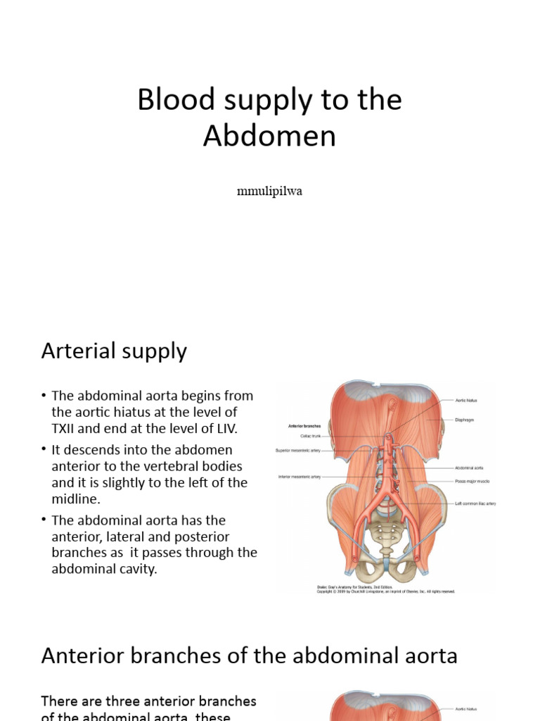 Blood Supply To The Abdomen | PDF