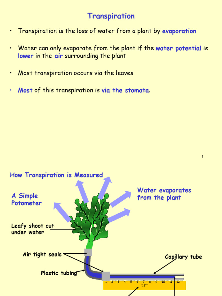 Transpiration & Factors Affecting Transpiration | PDF