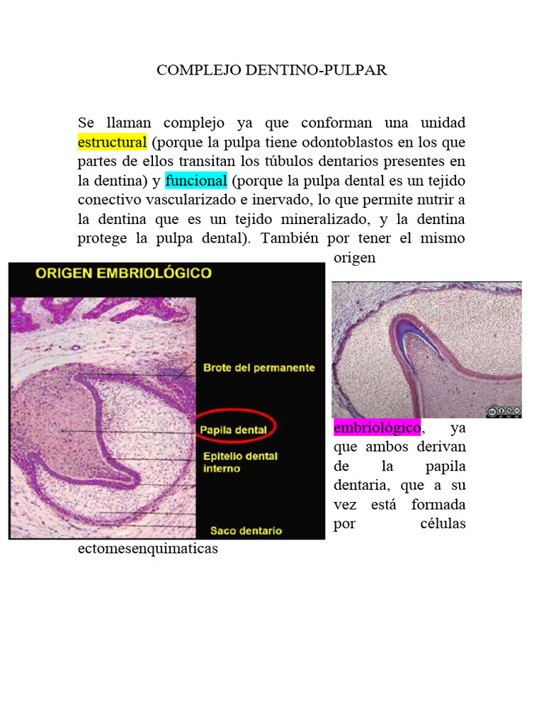 Complejo Dentino Pulpar PDF | PDF