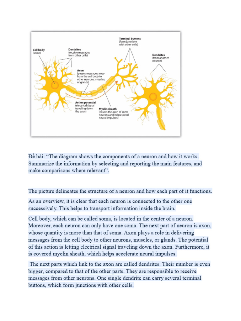 Neuron Structure and Function Overview | PDF