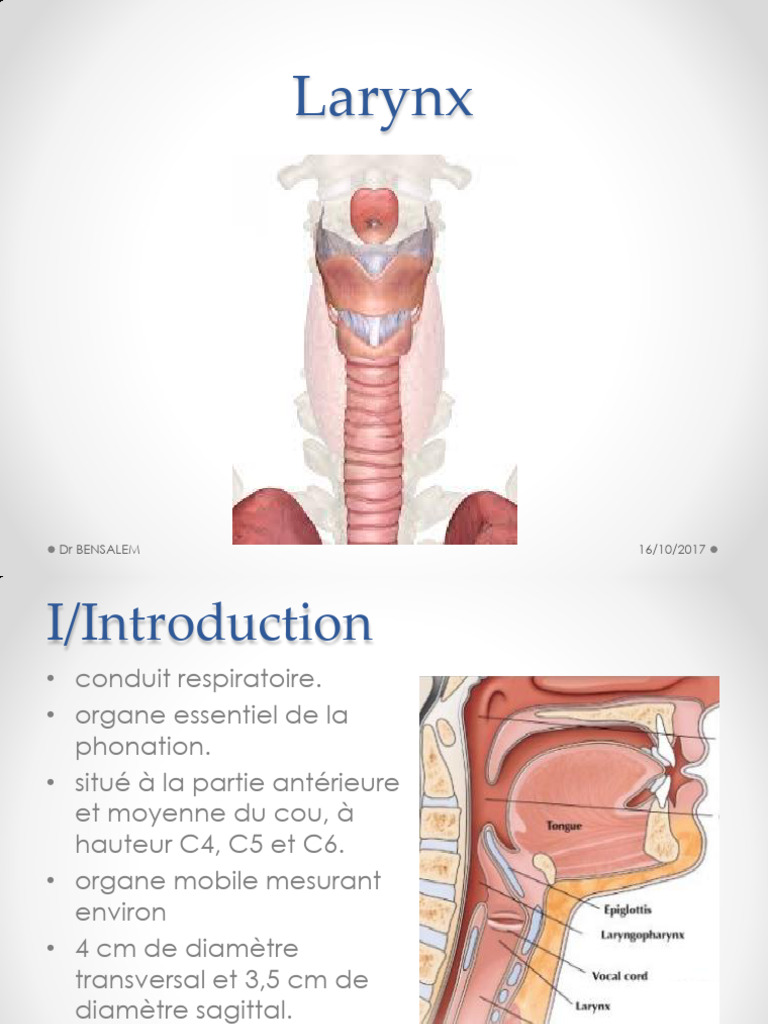 Larynx | PDF