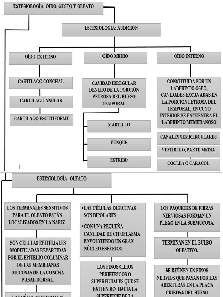 Mapas Anato (1) - 2-8 | PDF