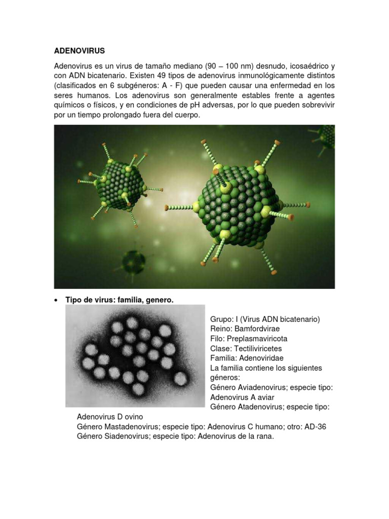 Adenovirus | PDF | Adenoviridae | Virus