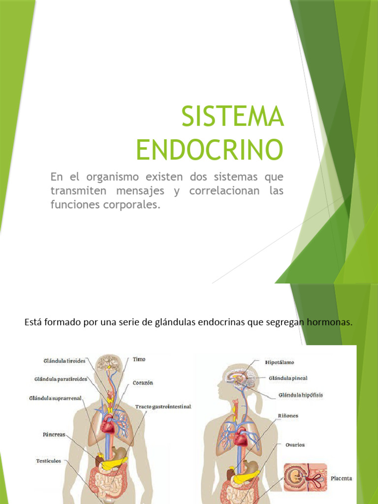 Sistema Endocrino | PDF
