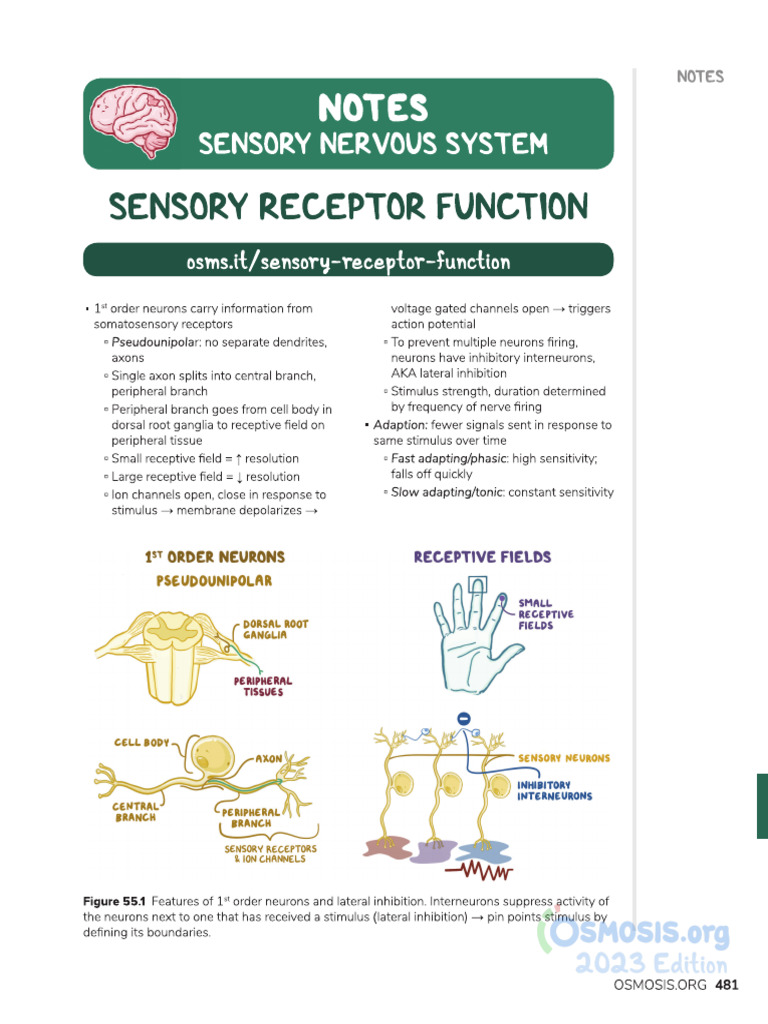 Sensory Nervous System Notes - Diagrams & Illustrations - Osmosis | PDF