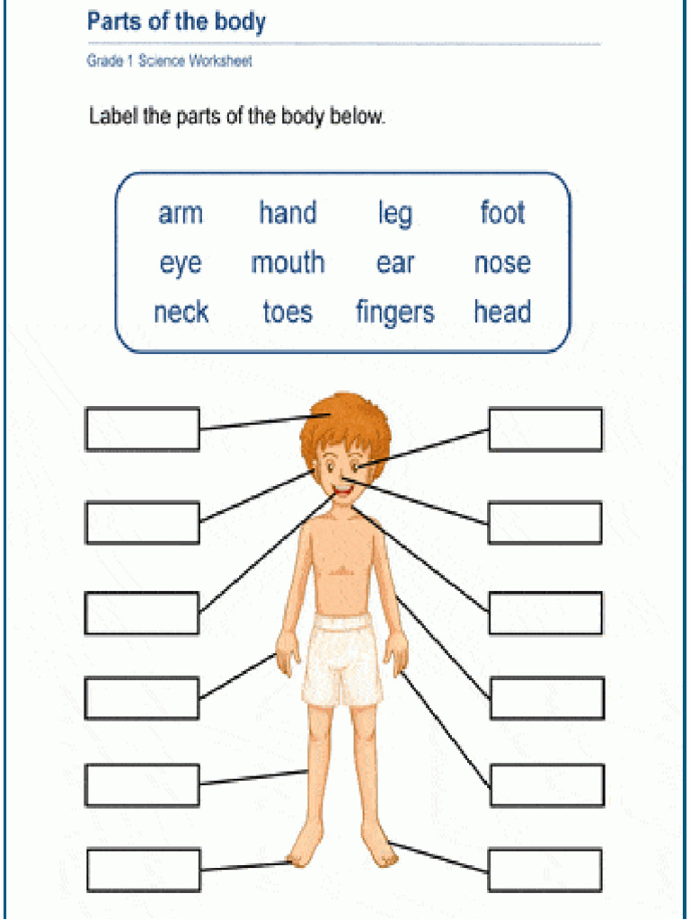 Parts of The Body Worksheet | PDF