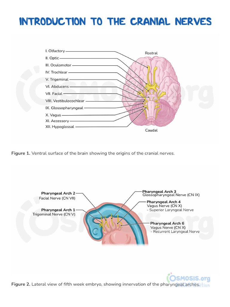 Cranial Nerves | PDF