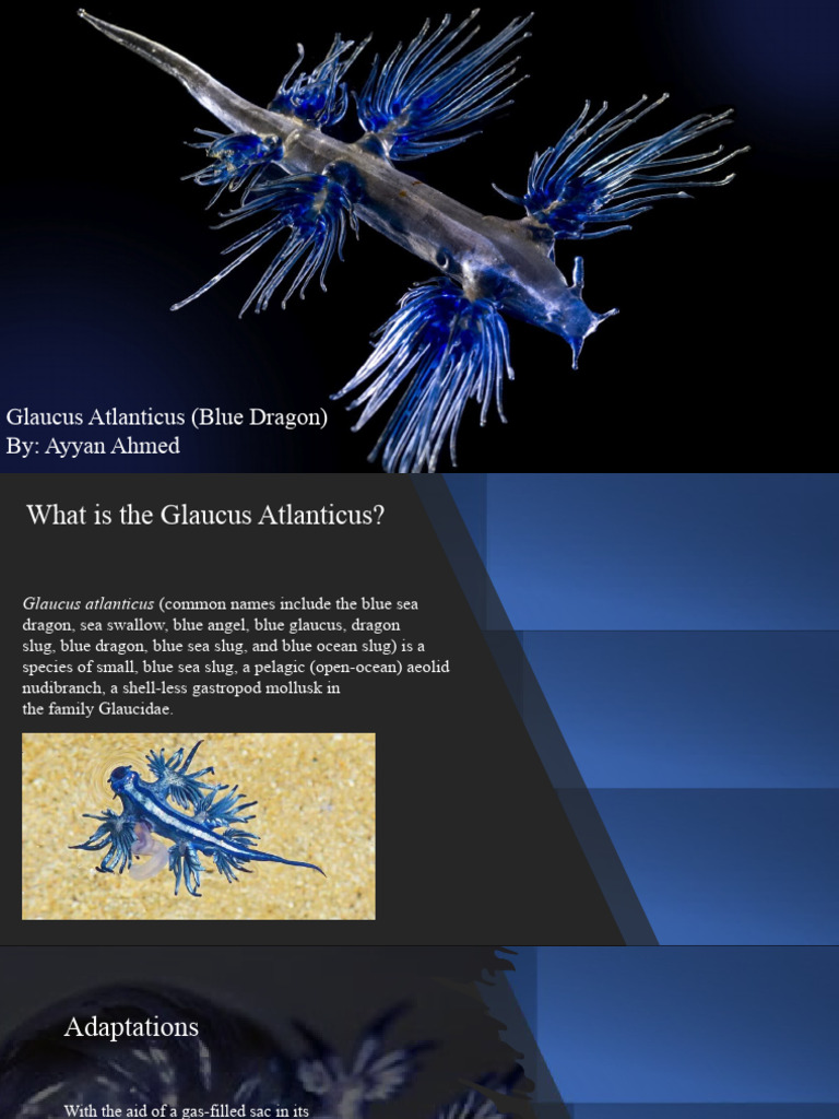 Glaucus Atlanticus | PDF | Home & Garden