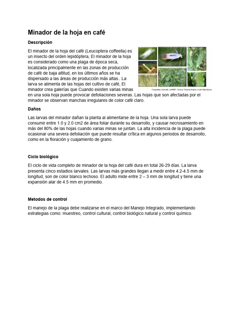 Minador de La Hoja en Café | PDF | Ciencia y matemáticas