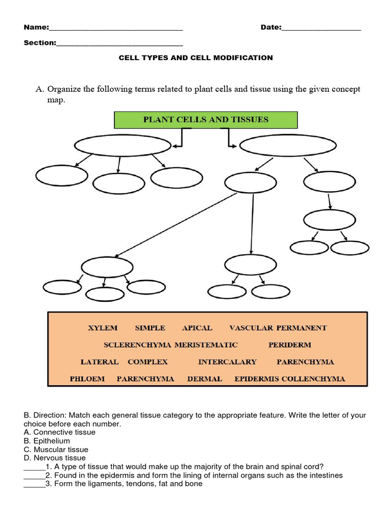 Cell Types and Cell Modification - Activity - Sheet | PDF